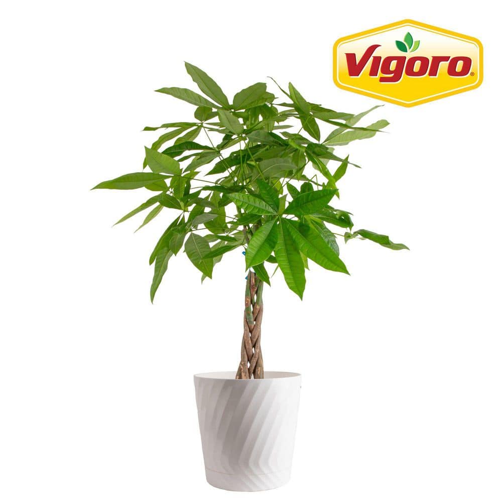 Vigoro Pachira Braid Indoor Money Tree Plant in 10 in. Decor Planter ...