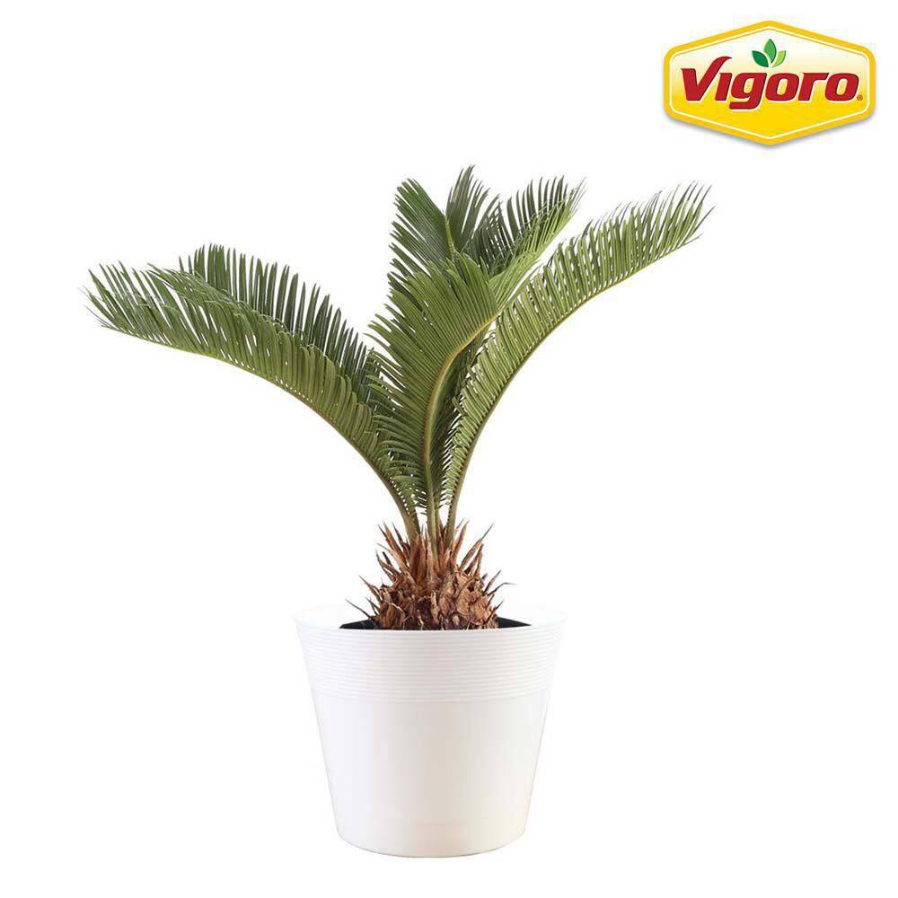 Vigoro 6 in. Sago Palm Plant in White Decor Plastic Pot 1 ...