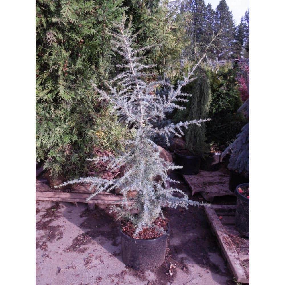 Fusion Cedar Deodar 'Karl Fuchs' #10 1000042019 - The Home Depot