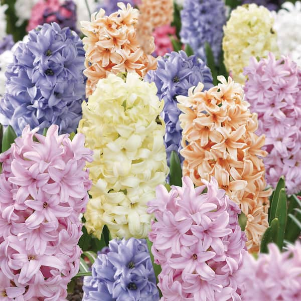 VAN ZYVERDEN Hyacinth Pastel Mix Hyacinthus Dormant Bulbs 36925 - The Home Depot