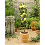 BELL NURSERY 3 Gal. Golden Sentinel Live Apple Tree with Golden Fruits ...
