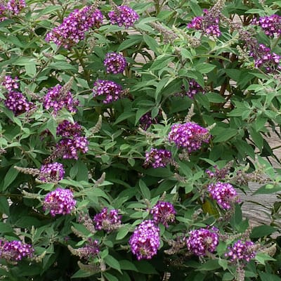 Spring Hill Nurseries 4 in. Pot Multi-Colored Butterfly Bush (Buddleia ...