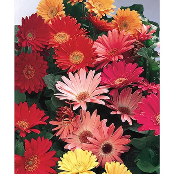 Fall Gerbera Daisy Bouquet