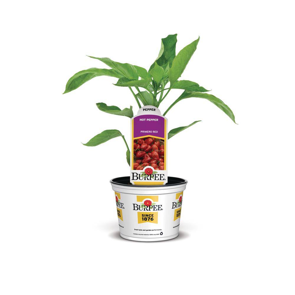 Burpee 3.5 in. Burpee Peppers Potted Primero Red FG00095022 - The Home ...