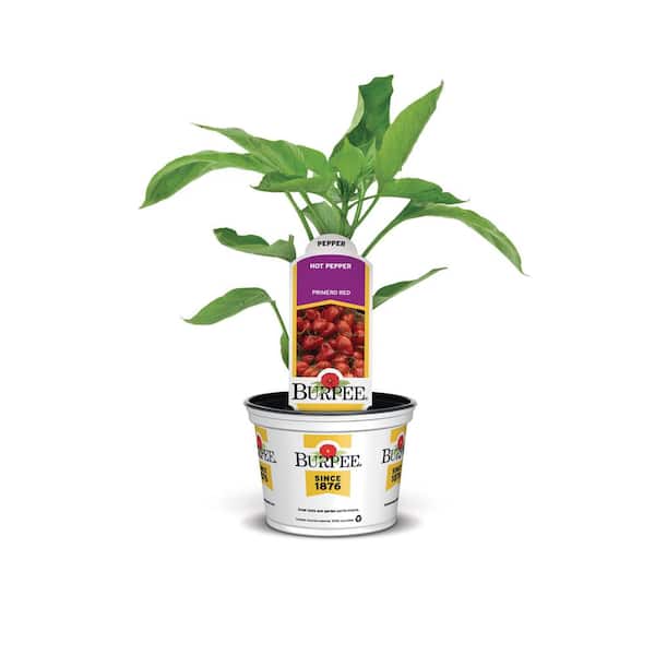 Burpee 3.5 in. Burpee Peppers Potted Primero Red FG00095022 - The Home ...