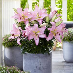 VAN ZYVERDEN Patio Pink Romance Lilies Kit with 7 Bulbs, Metal Planter ...