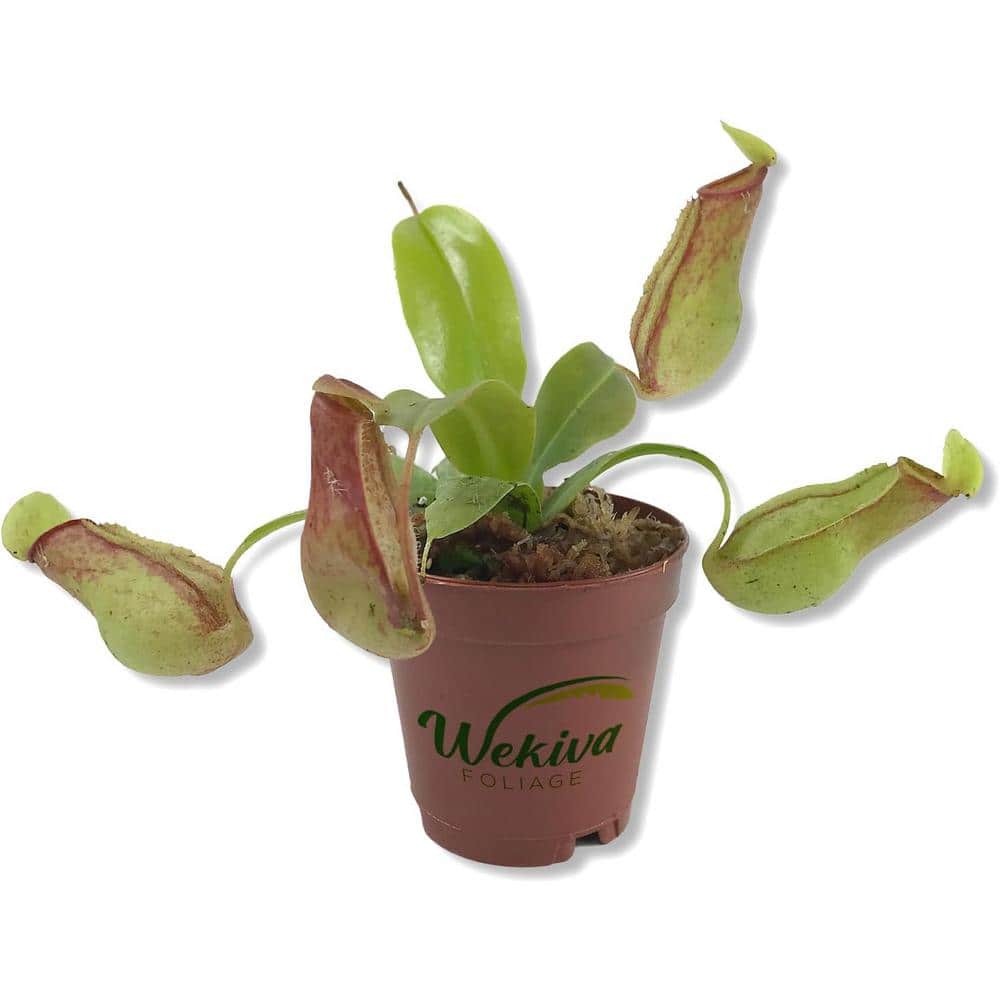Wekiva Foliage Carnivorous Pitcher Plant-Live Starter Plant in a 2 Inch ...