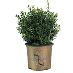 Online Orchards 1 Gal. Variegated Boxwood Shrub with Vivid Green and ...