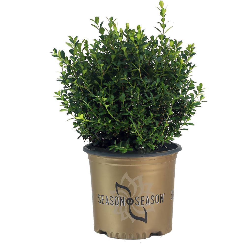 SEASON TO SEASON 1 Gal. Baby Gem Boxwood Shrub 18586 - The Home Depot