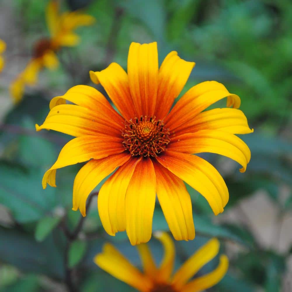 national PLANT NETWORK 3.25 in. Heliposis Burning Heart Plants in ...