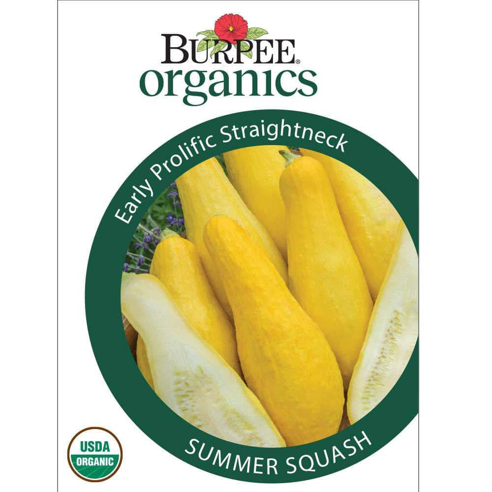 Burpee Organic Squash Summer Early Prolific Straightneck Vegetable Seed ...