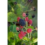 Garden State Bulb Raspberry Heritage, 1 Year Live Bare Root Plant (Bag ...