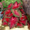 Garden State Bulb Fancy Red Flash Caladium Bulbs, Bare Roots (Bag of 20 ...