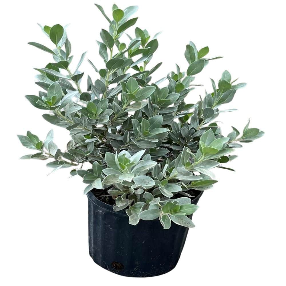 OnlinePlantCenter 3 Gal. Silver Buttonwood Shrub with White Flowers ...
