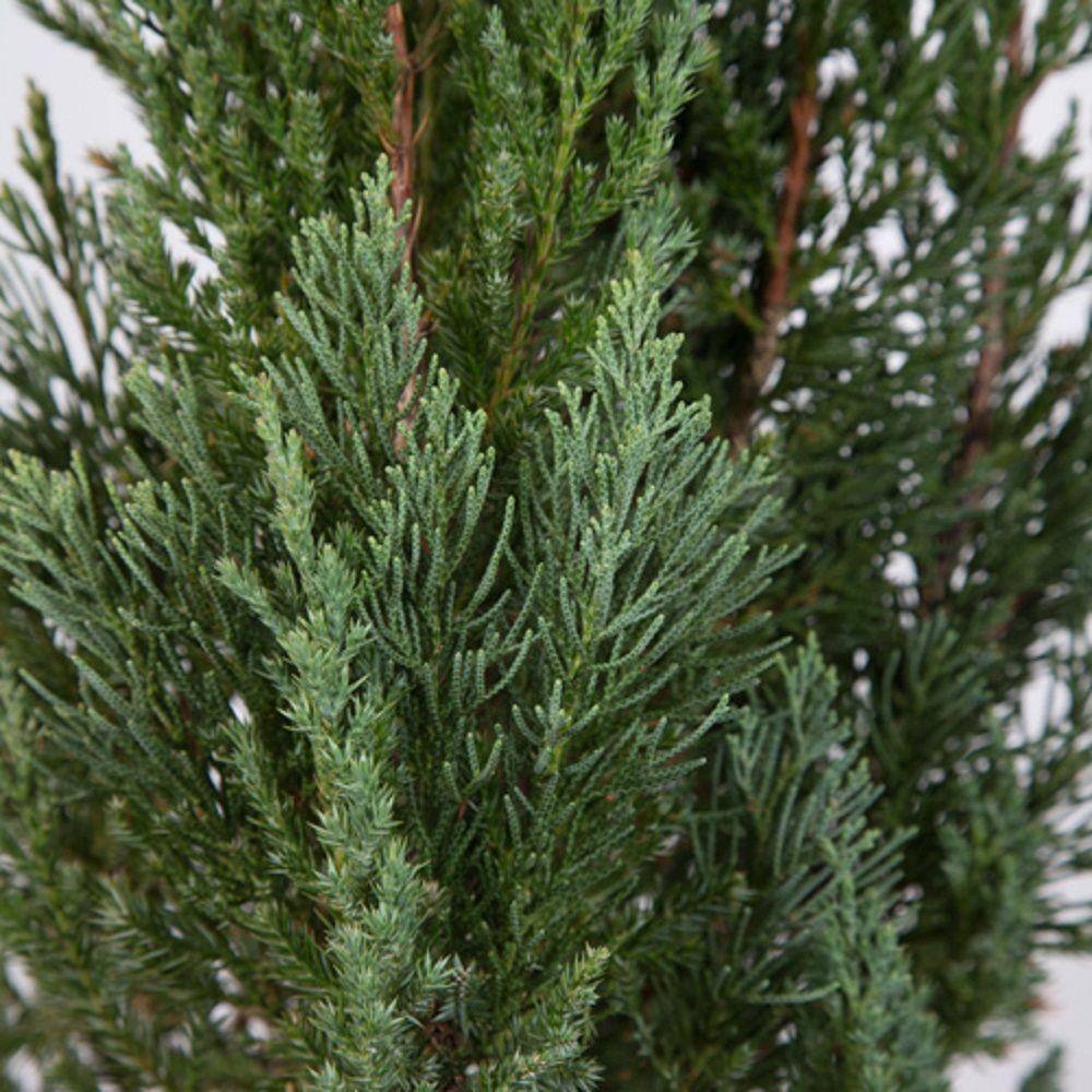BELL NURSERY 3 Gal. Juniper Holiday Shrub Plant 1002772941 - The Home Depot