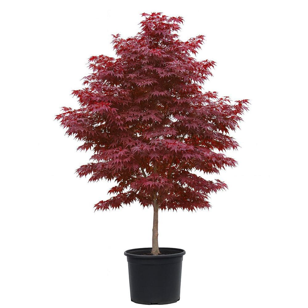 15 Gal. Bloodgood Japanese Maple Live Tree 8250125 - The Home Depot