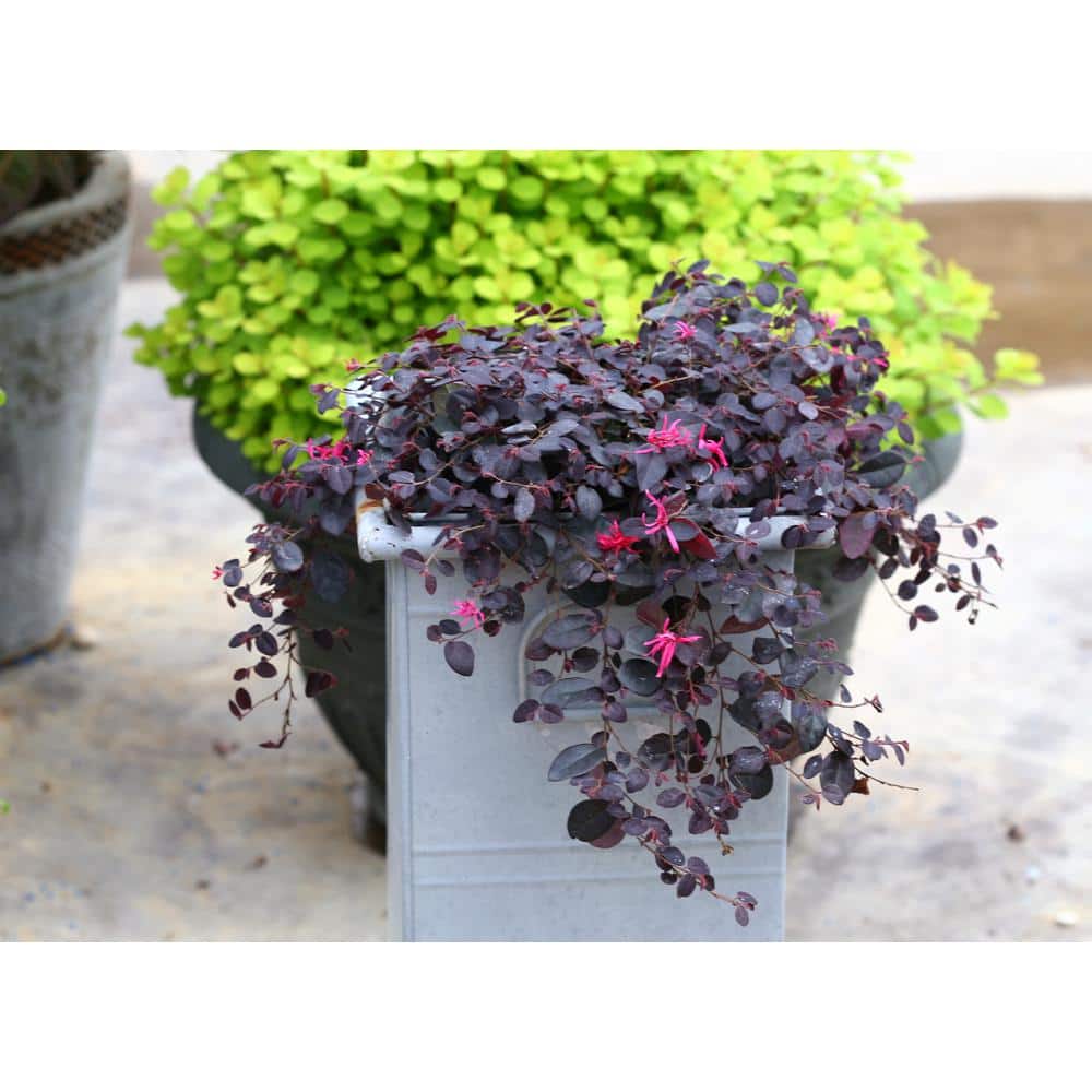 PROVEN WINNERS 2 Gal. Jazz Hands Mini Dwarf Loropetalum Flowering Shrub ...