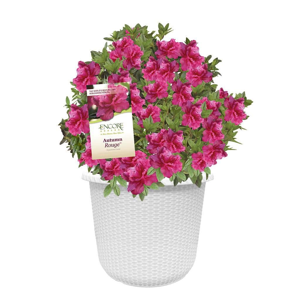 Reviews for ENCORE AZALEA 2 Gal. Autumn Rouge Azalea Shrub with Bright ...