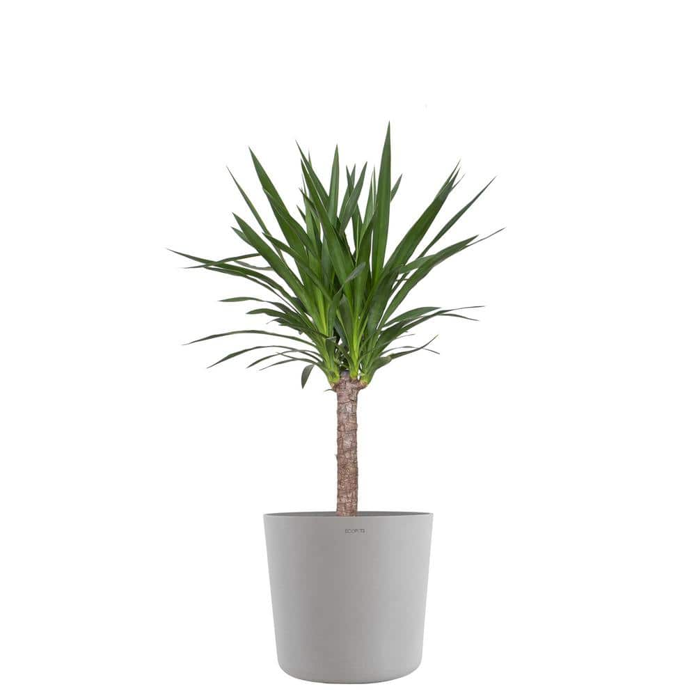 United Nursery Yucca Cane Live Indoor Outdoor Plant in 10 inch Premium ...
