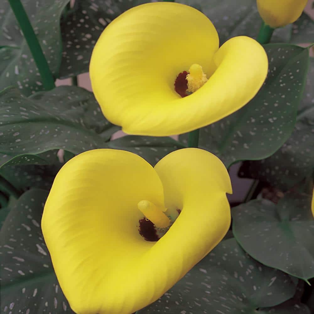 Metrolina Greenhouses 2 Gal. Captain Solo Calla Lily Plant with Yellow ...