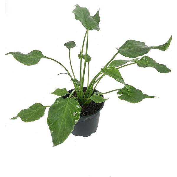 Wekiva Foliage Xanadu Cut Leaf Philodendron-Live Plant in a 4 Inch Pot ...