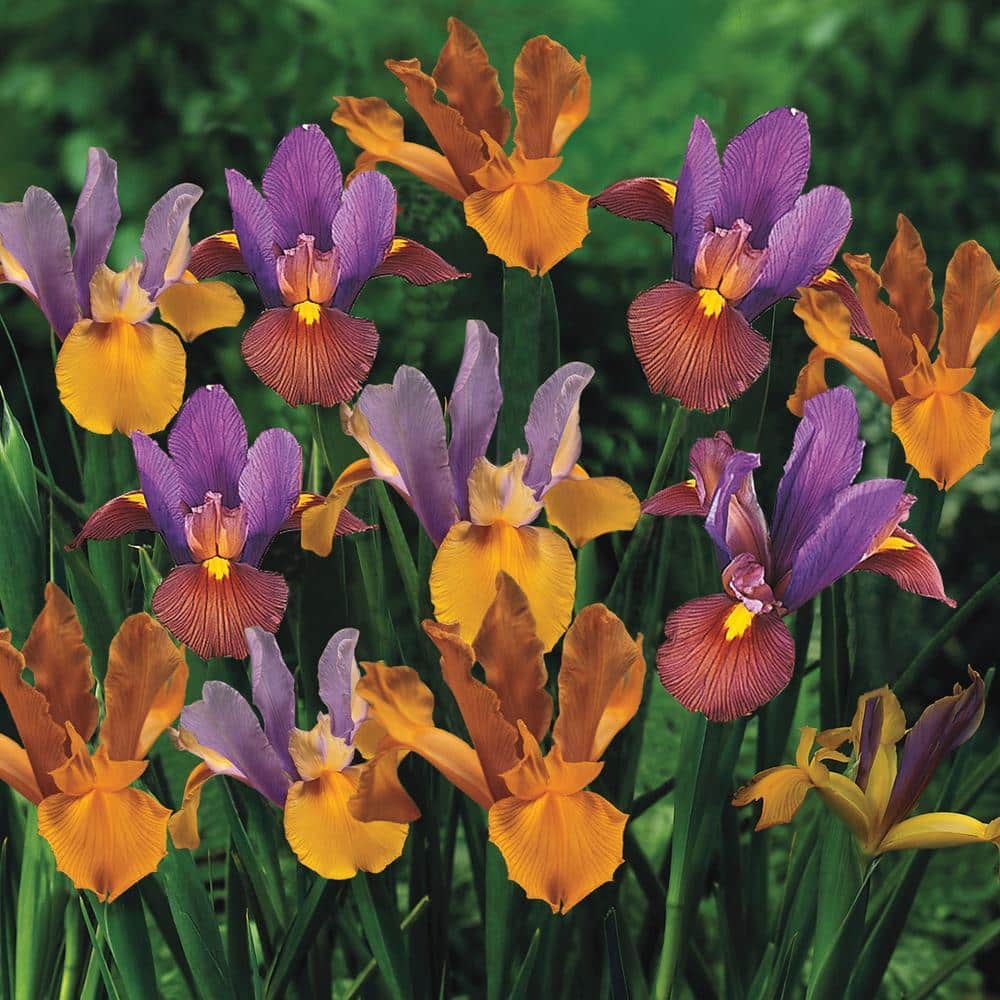 Van Bourgondien Bronze Dutch Iris Mixture Dormant Spring Flowering ...