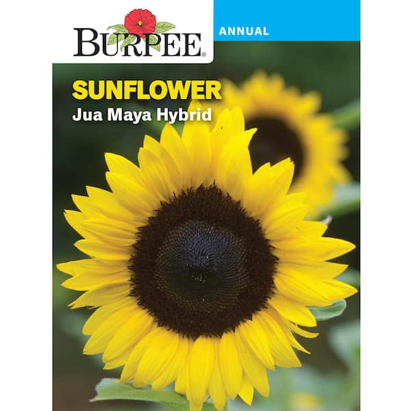 Burpee Sunflower Jua Maya Hybrid Seed 34894 - The Home Depot