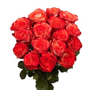 Globalrose 50 Stems of Orange with Creamy Yellow Outer Petals High and ...