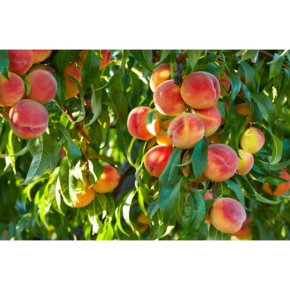 BELL NURSERY Cresthaven Peach Live Bare Root Tree 4 ft. to 5 ft. Tall ...