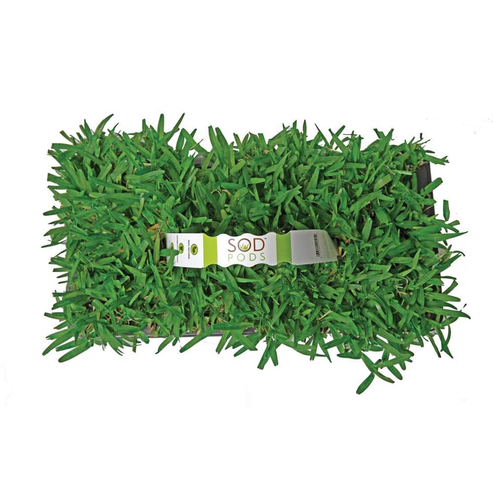 Sod Pods St Augustine Seville Grass Plugs (16-Count) Natural ...