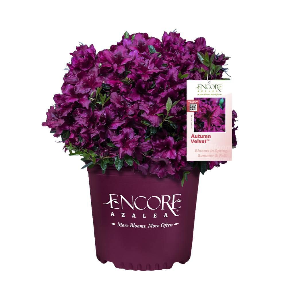 ENCORE AZALEA 1 Gal. Autumn Velvet Azalea Shrub 17649 - The Home Depot
