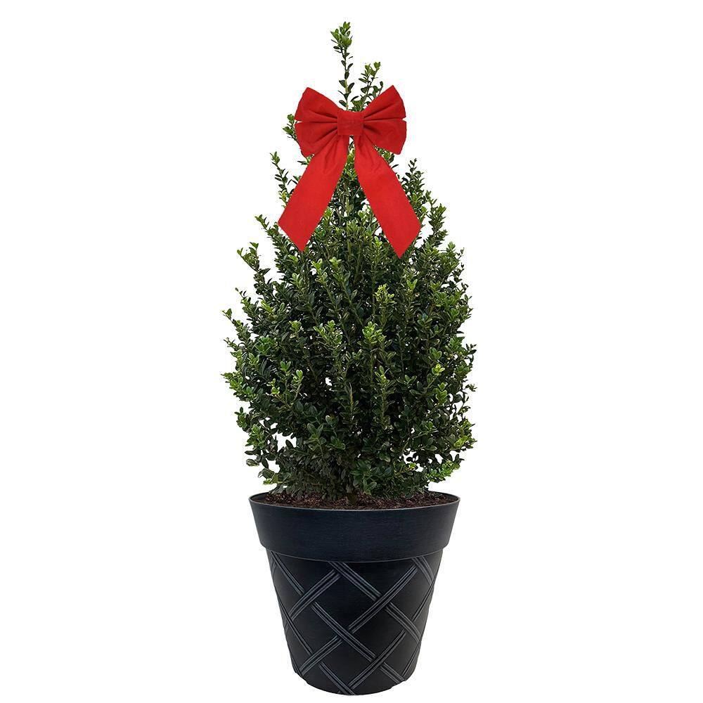 3 Gal. Holly Cone Evergreen Holiday Shrub in Decorative Red Pot with ...
