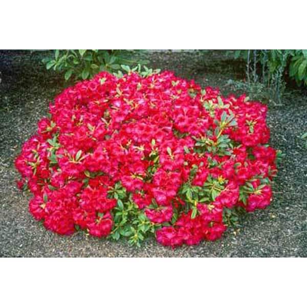 Rhododendron - Bushes - The Home Depot