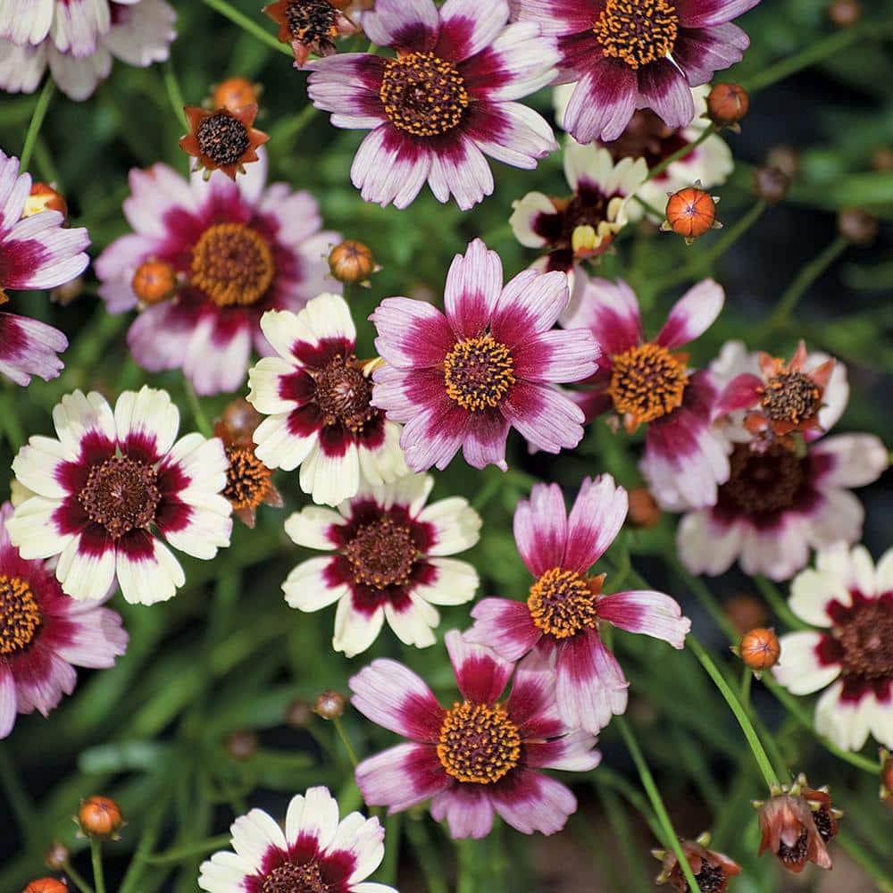 Vigoro 2.6 Qt. Coreopsis Plant 1000005115 - The Home Depot