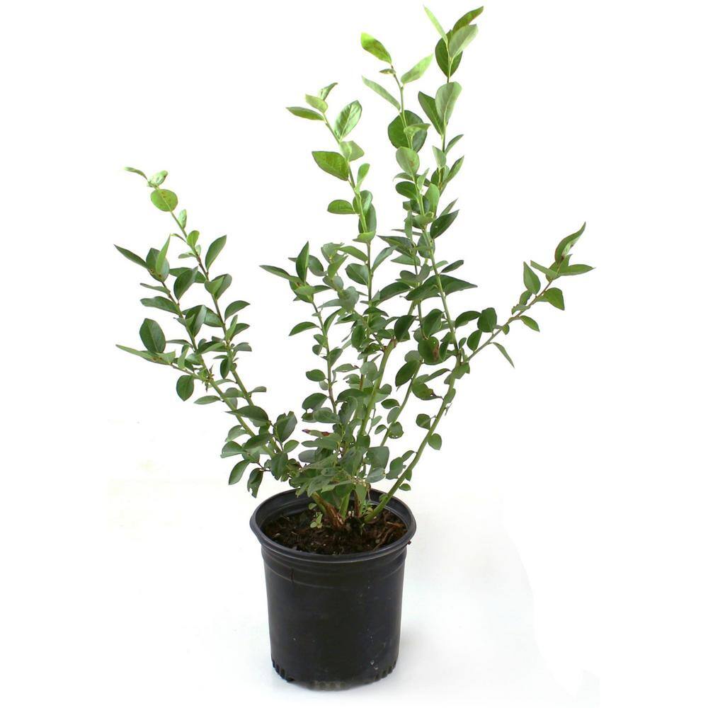 national PLANT NETWORK 2.5 qt. Tift Blueberry Plant HD7062 - The Home Depot