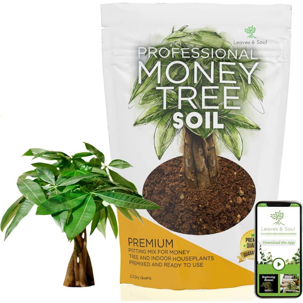 LEAVES AND SOUL Professional Money Tree Soil, 2.2 qt., Ready to Use ...