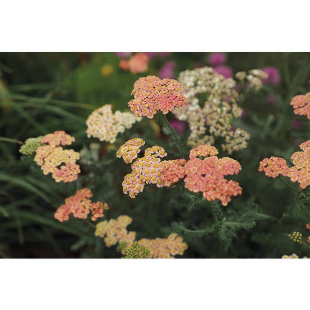 PROVEN WINNERS 1 Gal. Firefly Peach Sky Yarrow (Achillea) Live Plant ...