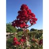 Garden Debut 3 Gal. Colorama Scarlet Crape Myrtle Flowering Deciduous ...