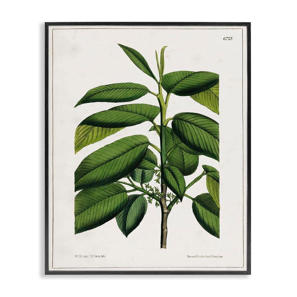 Stupell Industries Scientific Woodland Plant by Tina Higgins Designs ...