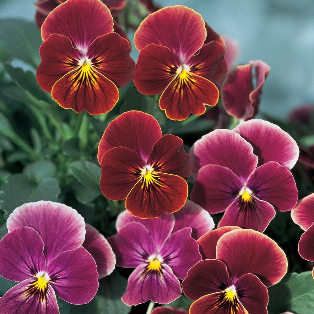 4.5 in. Pink and Red Viola Plant 91613 - The Home Depot