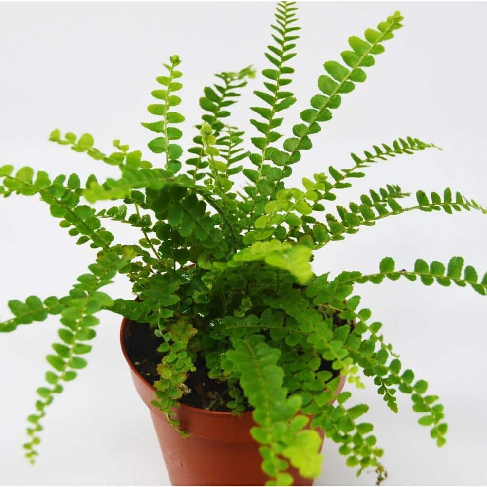Wekiva Foliage Lemon Button Fern-3 Live Starter Plants in 2 Inch Pots ...