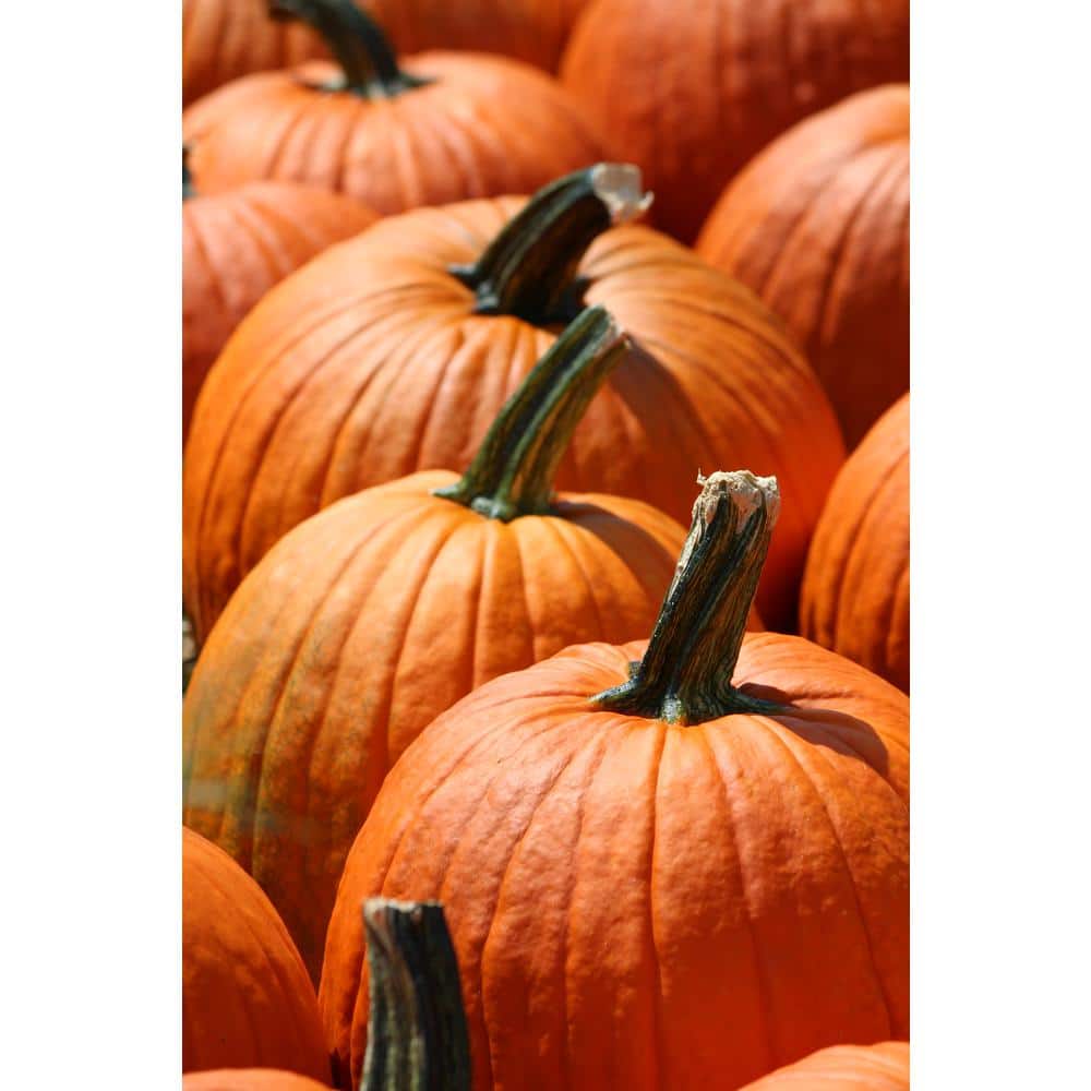 Classic Supreme Pumpkin 768986600026 - The Home Depot