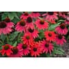PROVEN WINNERS 1 Gal. Lakota Fire (Echinacea), Live Plant, Red Flowers ...