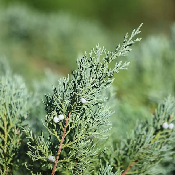 Eastern Red Cedar Contractor Pack