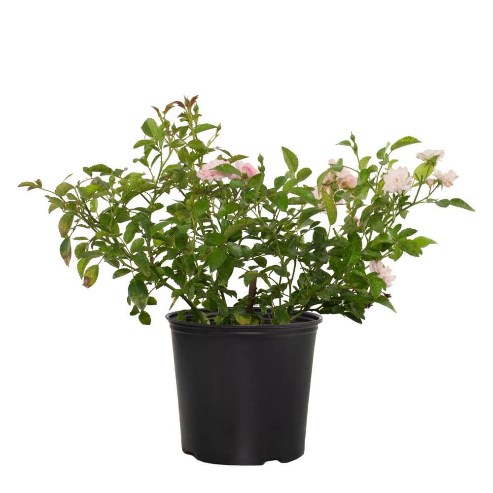 national PLANT NETWORK 2 Gal. Fairy Rose with Pink Blooms HD1285 - The ...