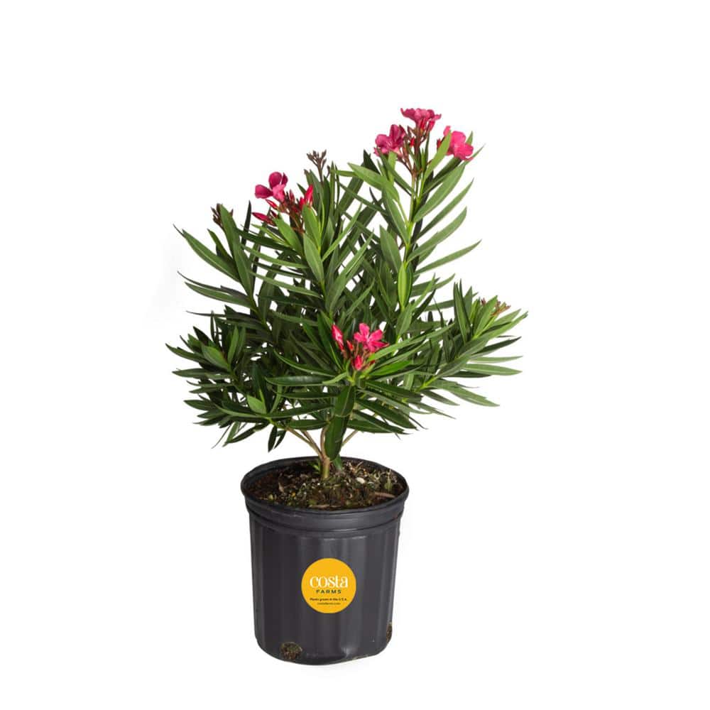Costa Farms 10 in. Outdoor Pink Oleander Bush Plant in Grower Pot, Avg ...