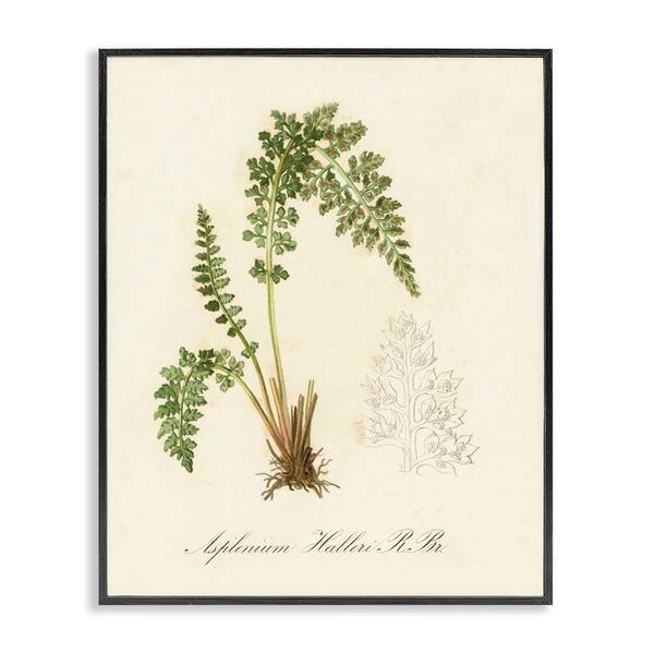 Stupell Industries Scientific Fern Study by Tina Higgins Designs, Inc ...