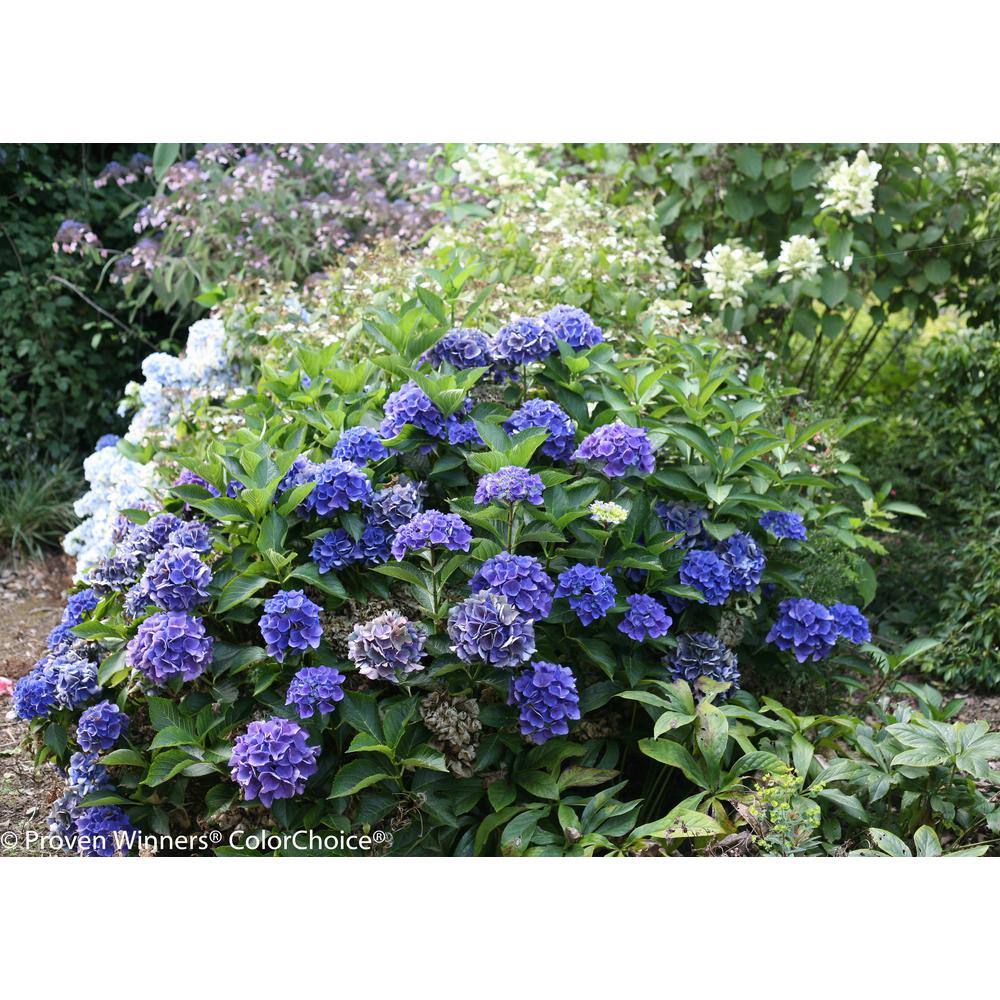 PROVEN WINNERS 4.5 in. qt. Cityline Venice Bigleaf Hydrangea ...