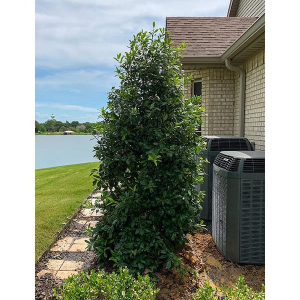 Holly - Trees - The Home Depot