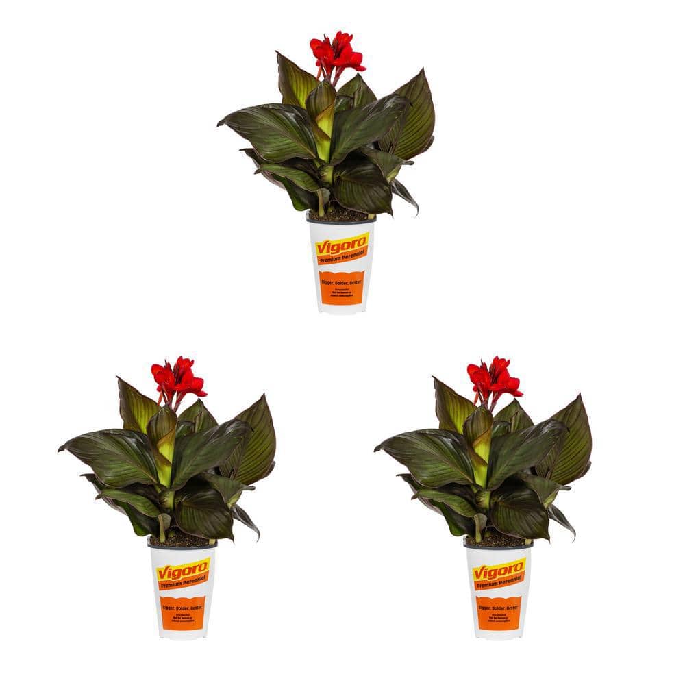 Vigoro 2 qt. Canna Lily Cannova Bronze Scarlet Red Perennial Plant (3 ...